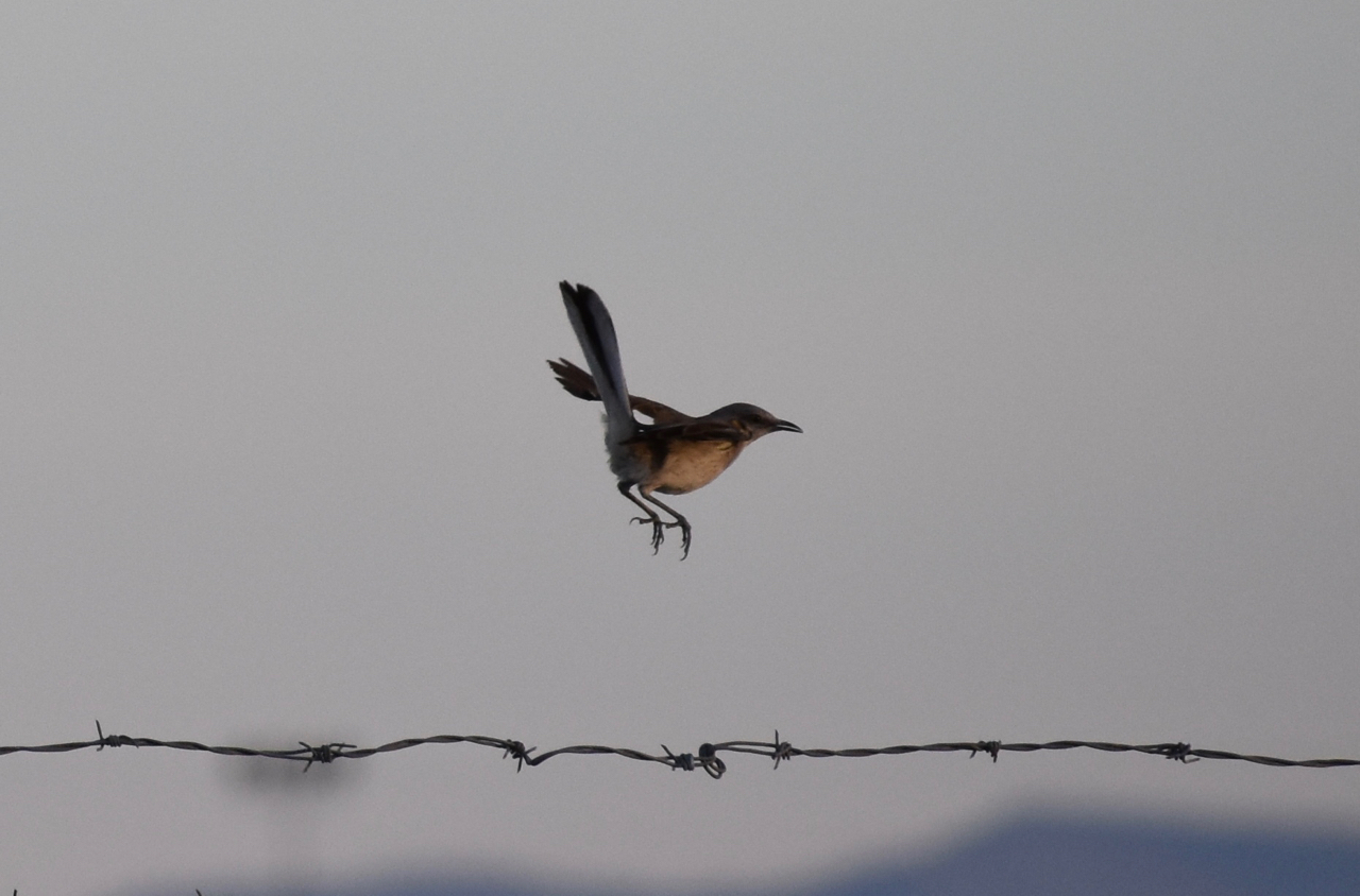 Listen to the Mockingbird – Fires, Asian, and Stratospheric Transport ...